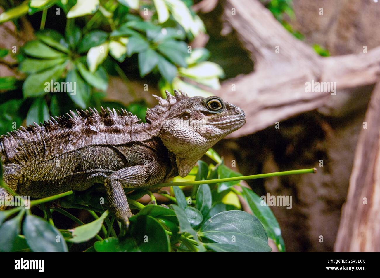 A lizard is on a leafy branch. The lizard is brown and has a long tail ...