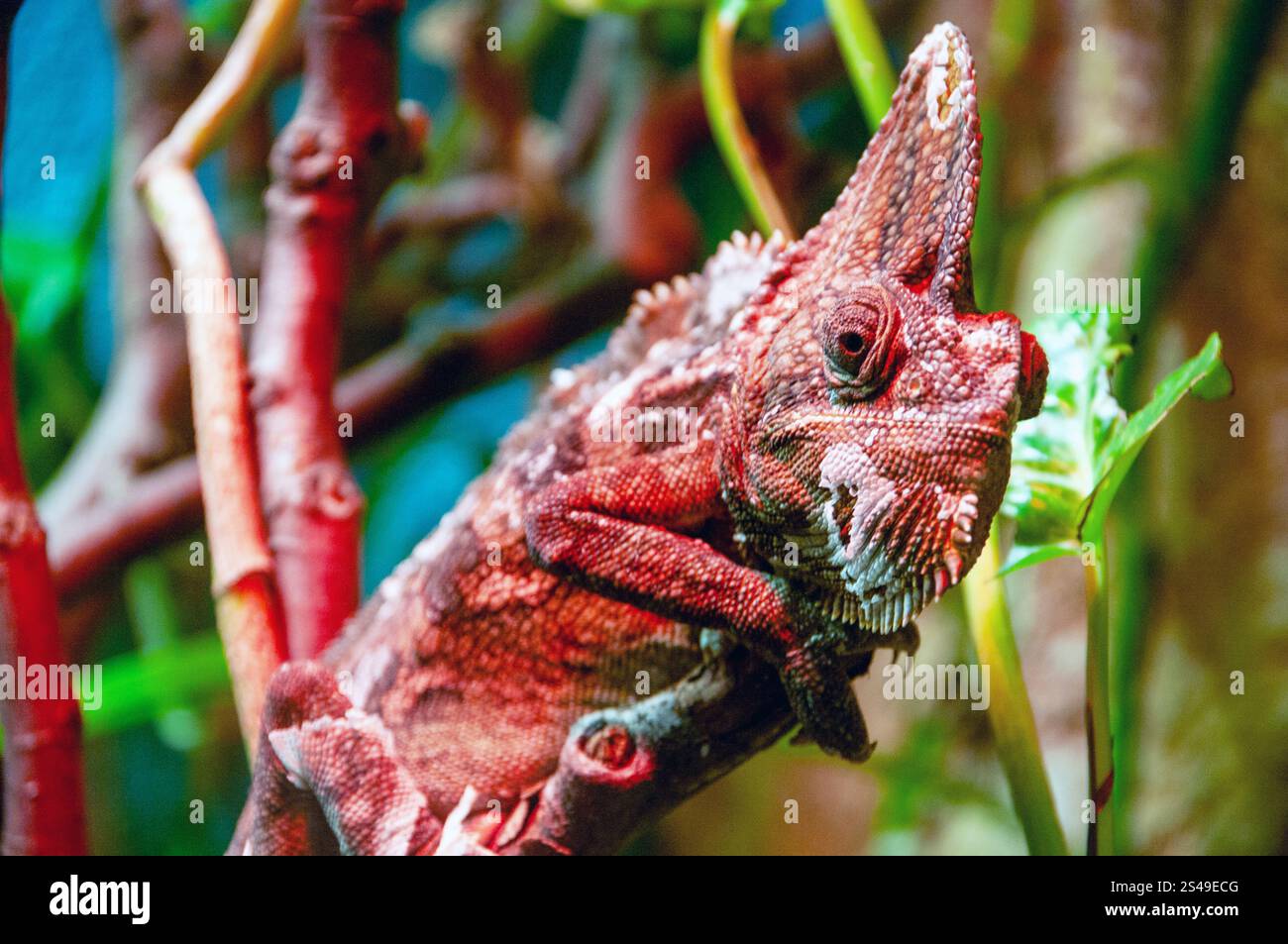 A chameleon is sitting on a branch. The chameleon is red and white. The ...