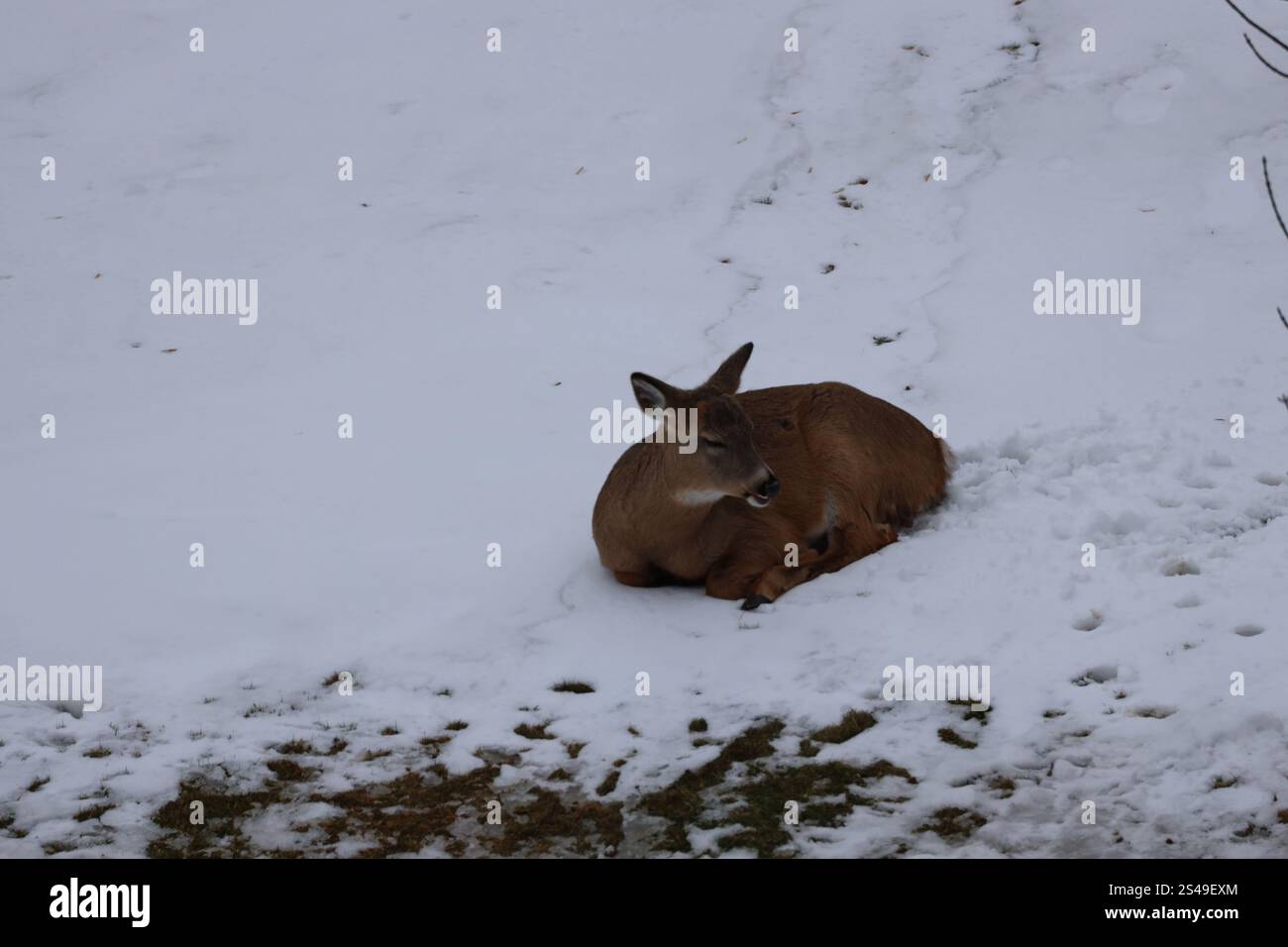 deer laying down in snow Stock Photo - Alamy