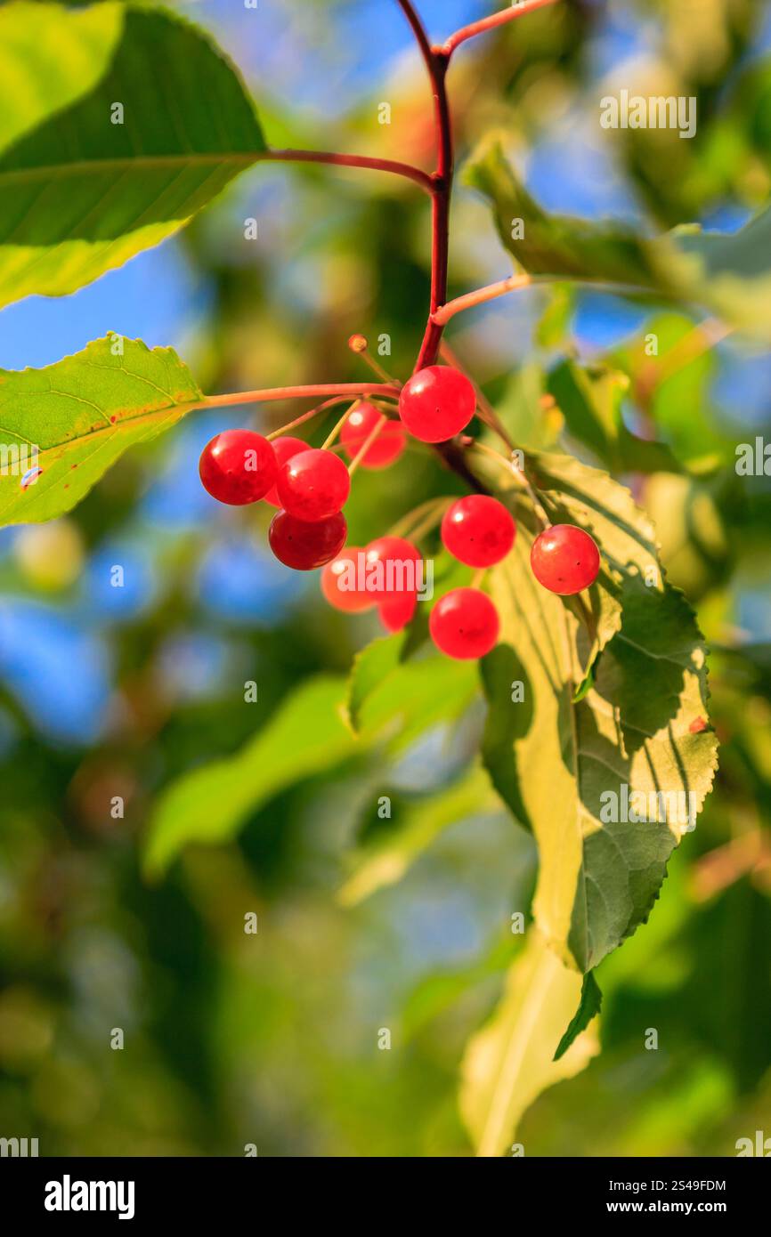 A cluster of red berries on a tree branch. The berries are small and ...