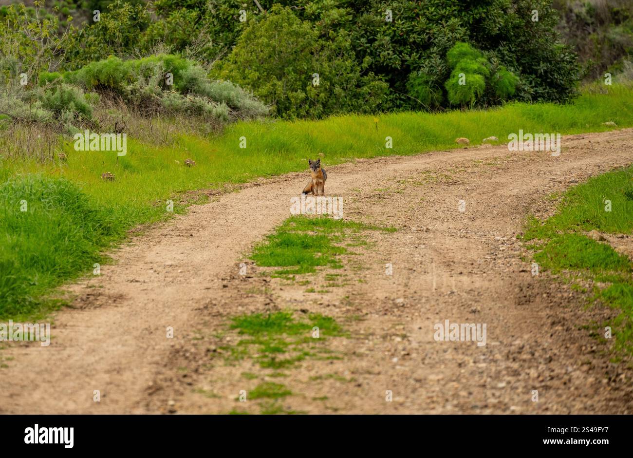 Curious Island Fox Stands In The Road On Santa Cruz Island in the ...