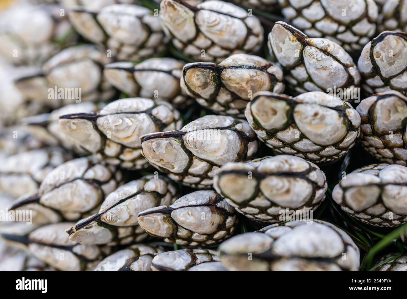 Bunch of Gooseneck Barnacles At Low Tide Along Southern California ...