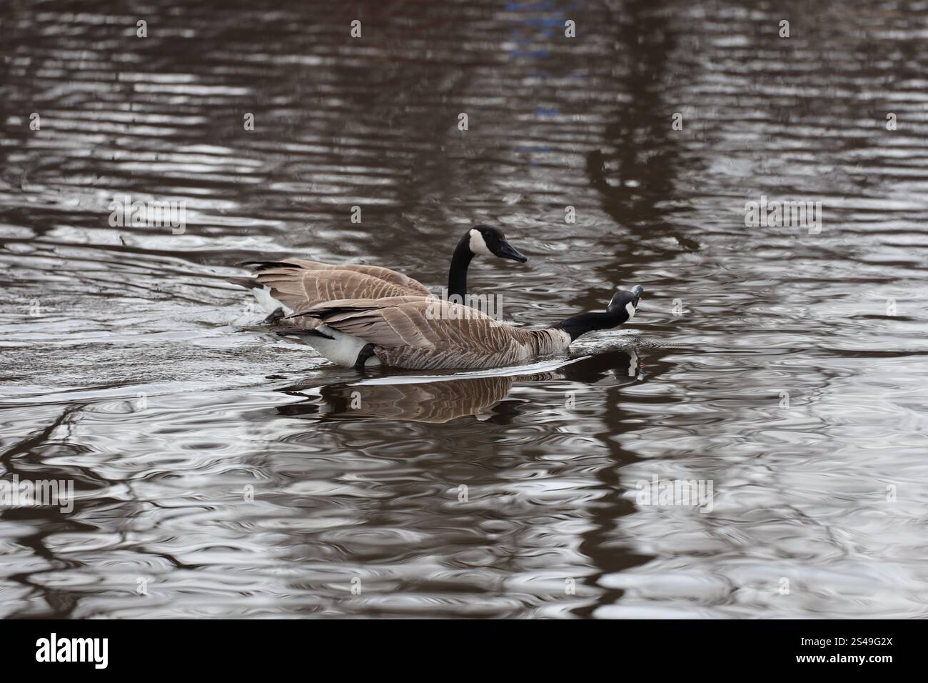 Two geese in pond ducks hi-res stock photography and images - Alamy