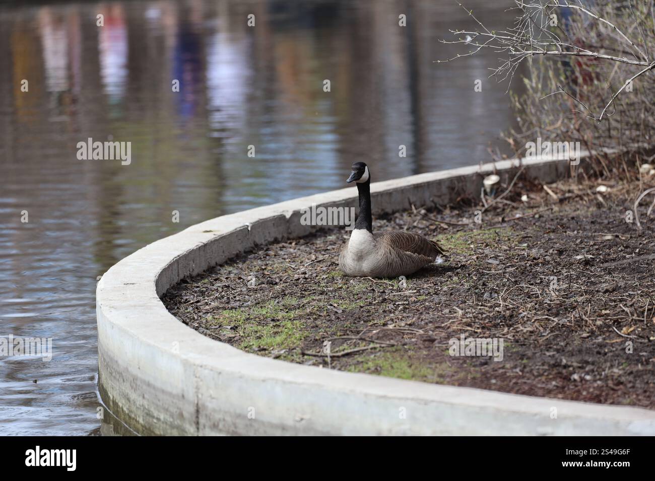 lone Canada goose nesting on an island in a pond Stock Photo - Alamy