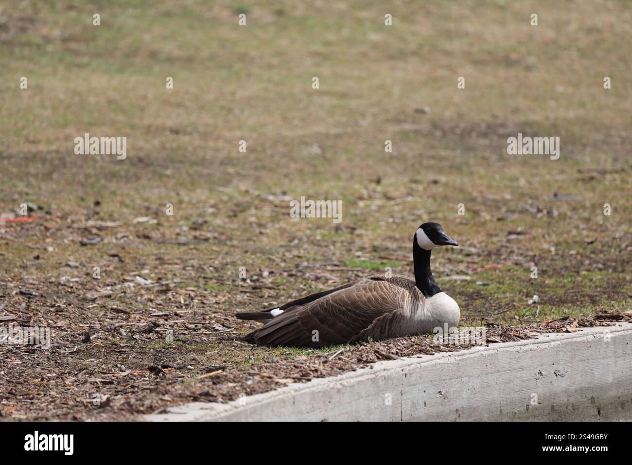 lone Canada goose resting on the edge of a grassy lawn Stock Photo - Alamy