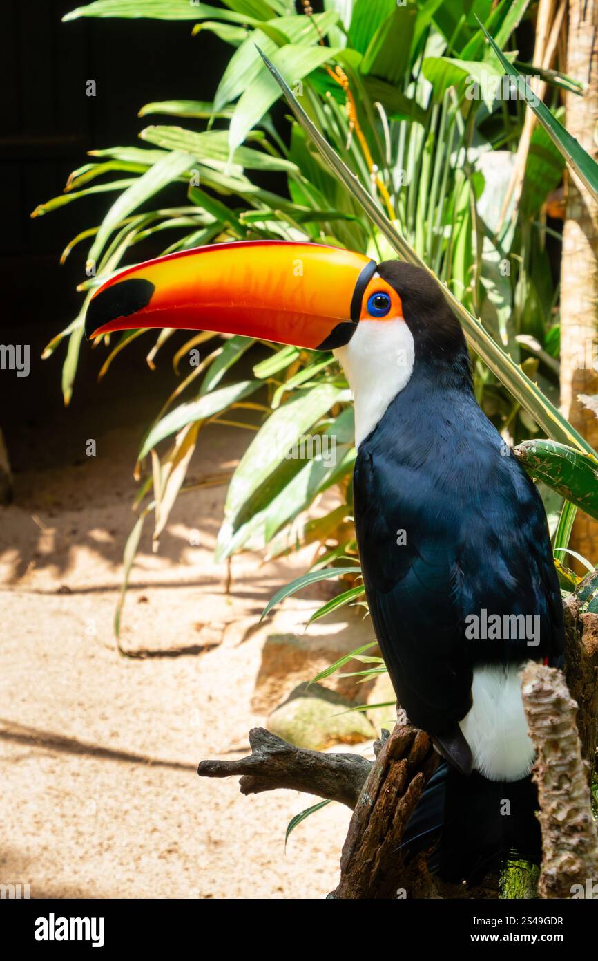 Toucan (Ramphastos toco), with its colorful feathers and beak Stock ...