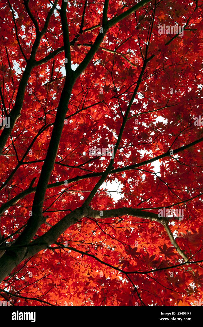 Fiery red momiji maple tree in full autumn foliage color makes a ...