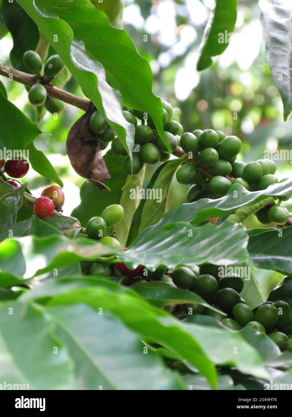 Hawaii bean hi-res stock photography and images - Alamy