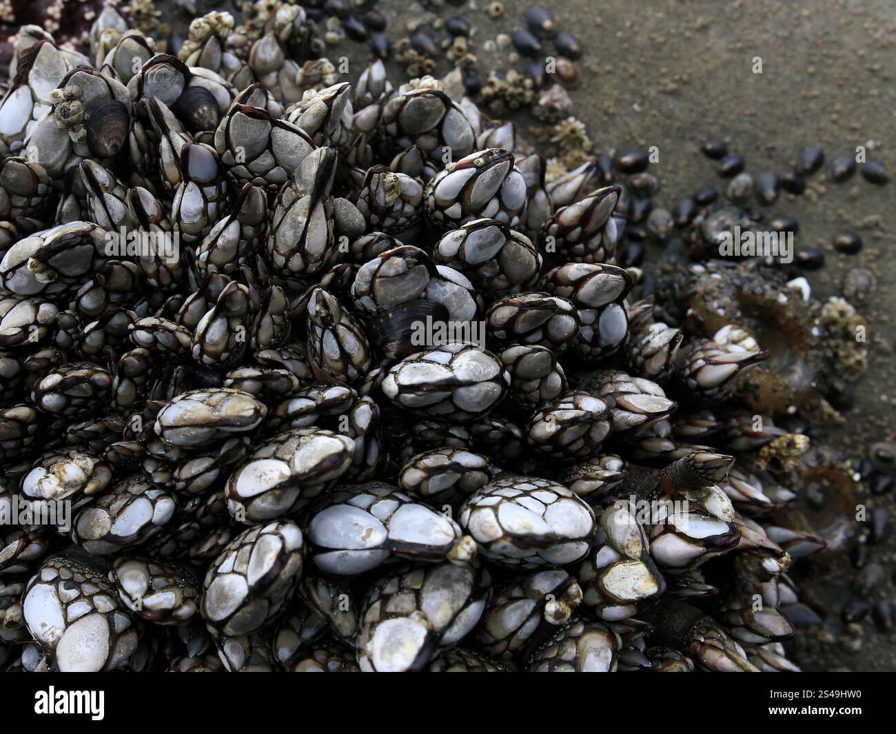 Gooseneck Barnacles Tide Pool Olympic National Park Washington Stock ...
