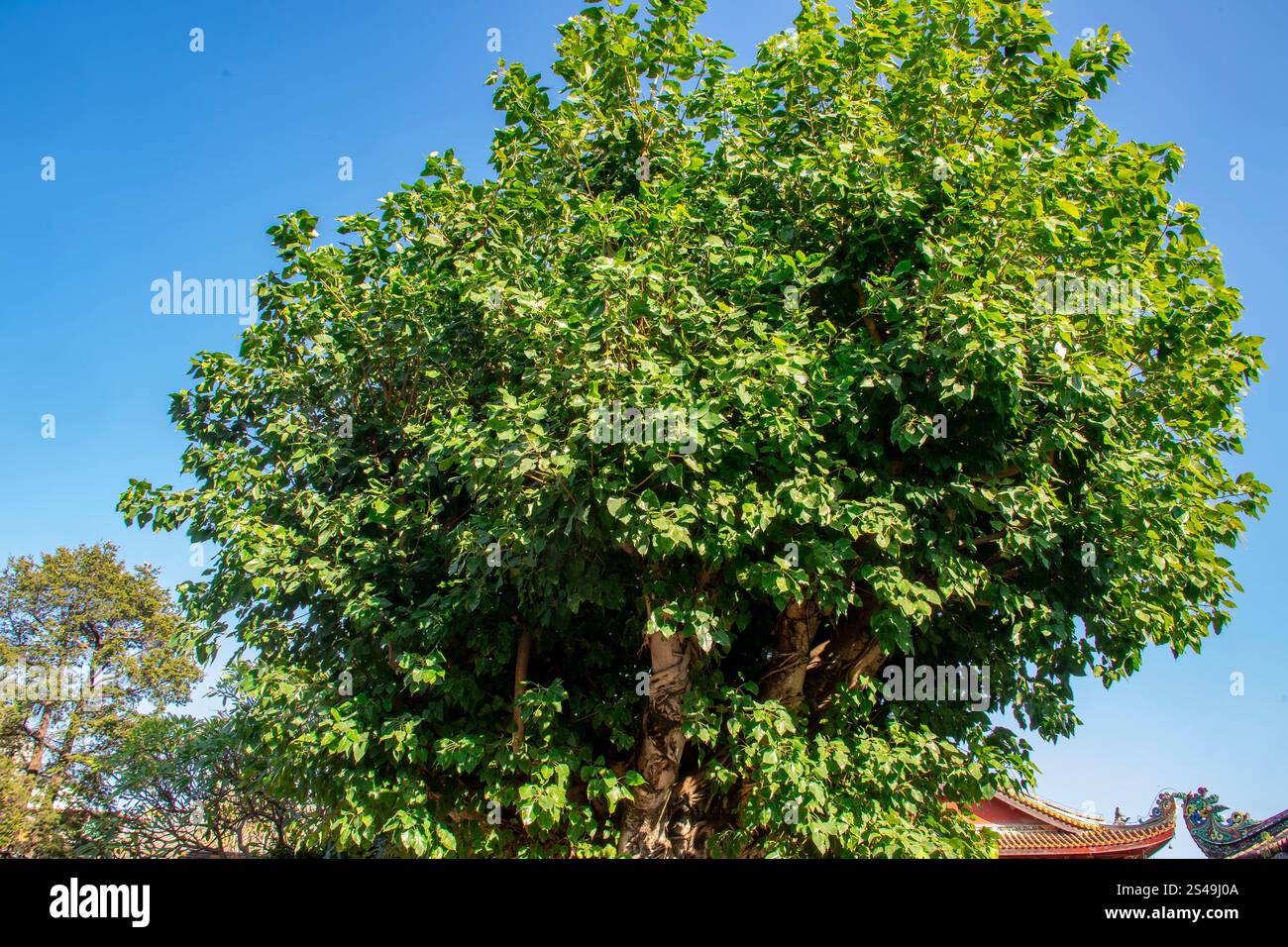 In front of the Mahavira Hall at Kaiyuan Temple Chaozhou China, there ...