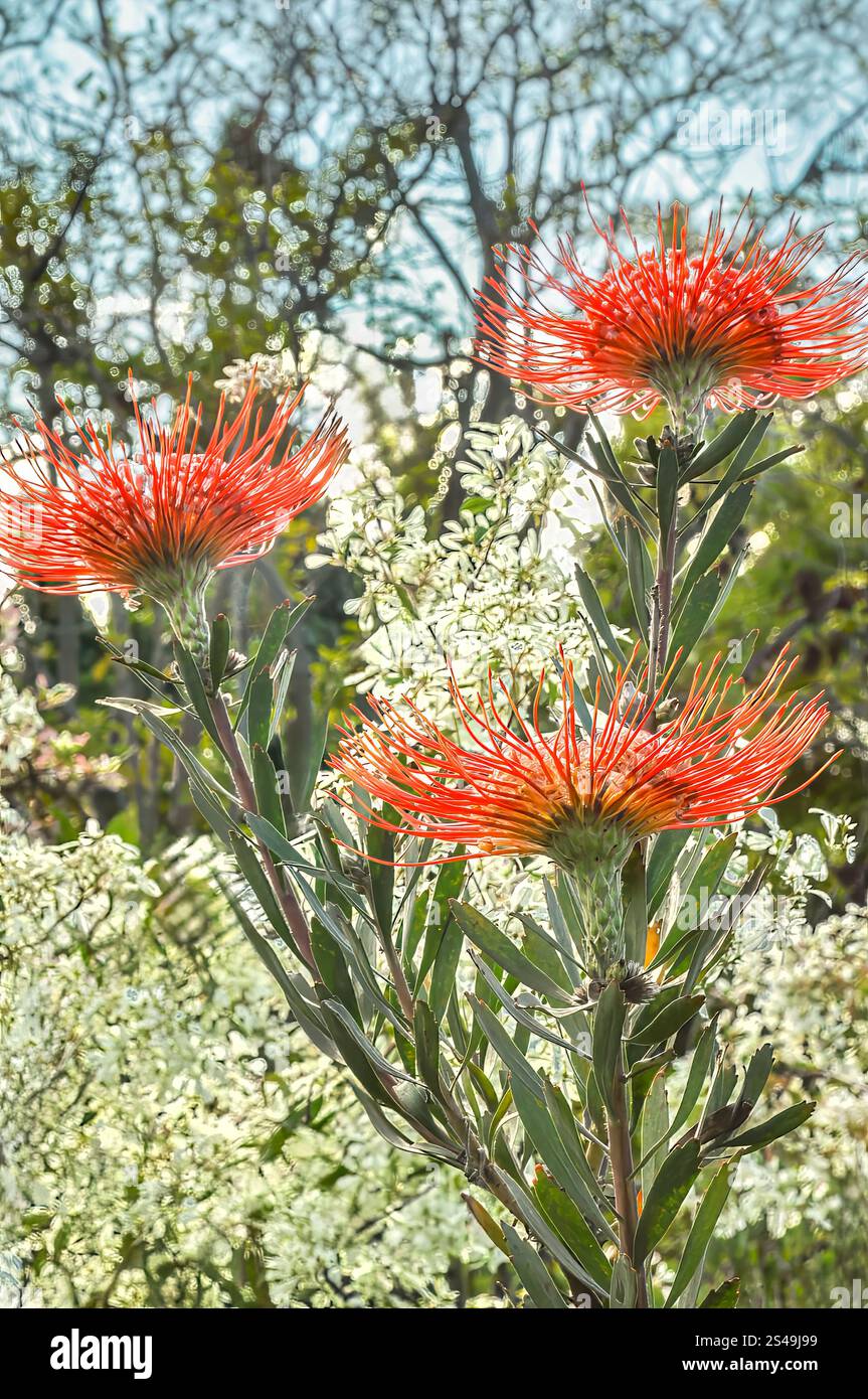 Trio of Red Pin Cushion Proteas in the Field Kula Maui Stock Photo - Alamy