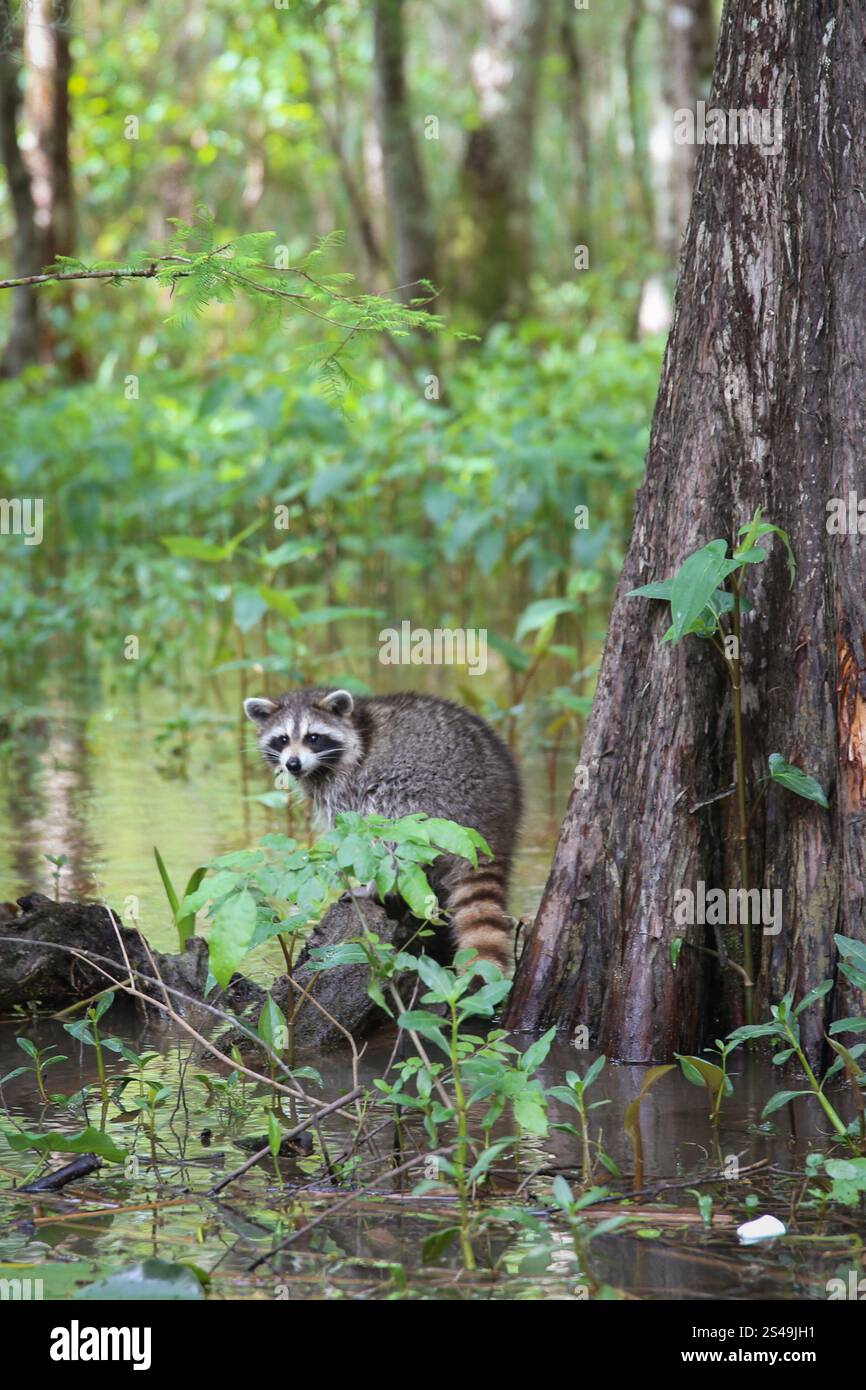 Wildlife racoon animal in Louisiana Swamp Bayou Stock Photo - Alamy