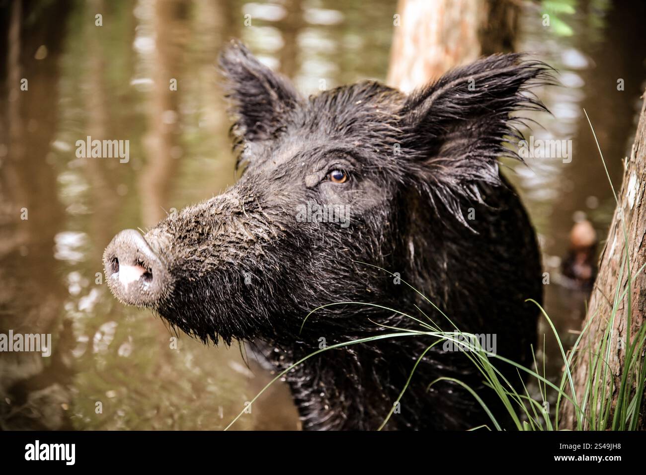 Feral Hogs in Louisiana Bayou Swamp Stock Photo - Alamy