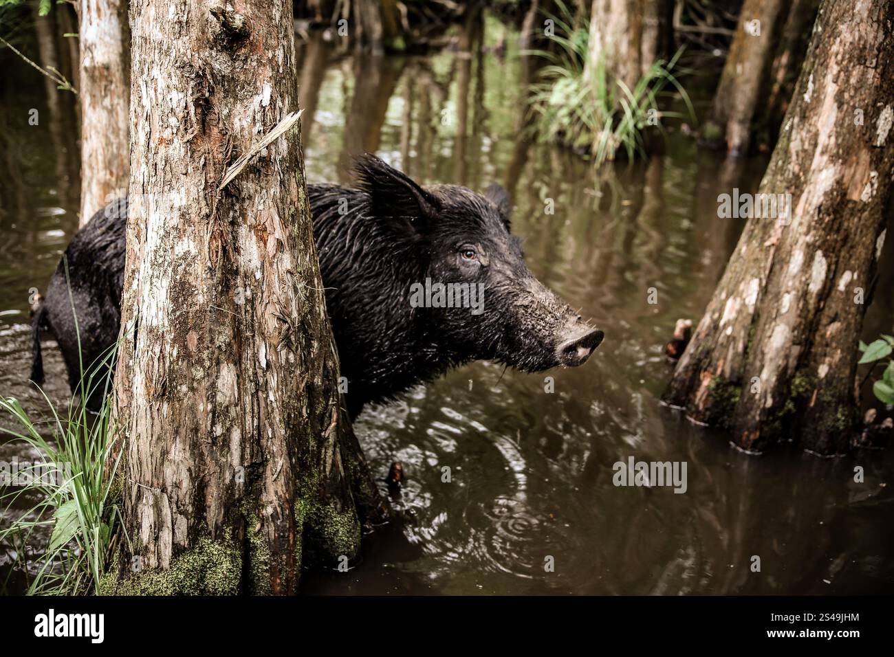Feral Hogs in Louisiana Bayou Swamp Stock Photo - Alamy