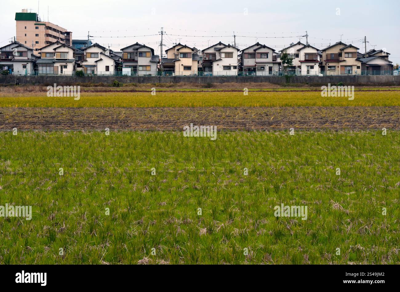 Single-family housing development encroaching on rice fields as a sign ...