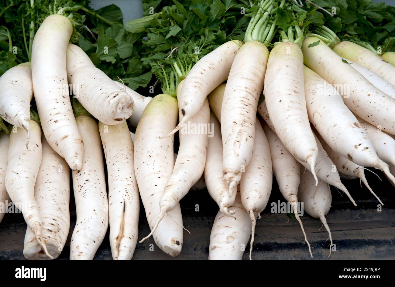 Hatsukadaikon hi-res stock photography and images - Alamy