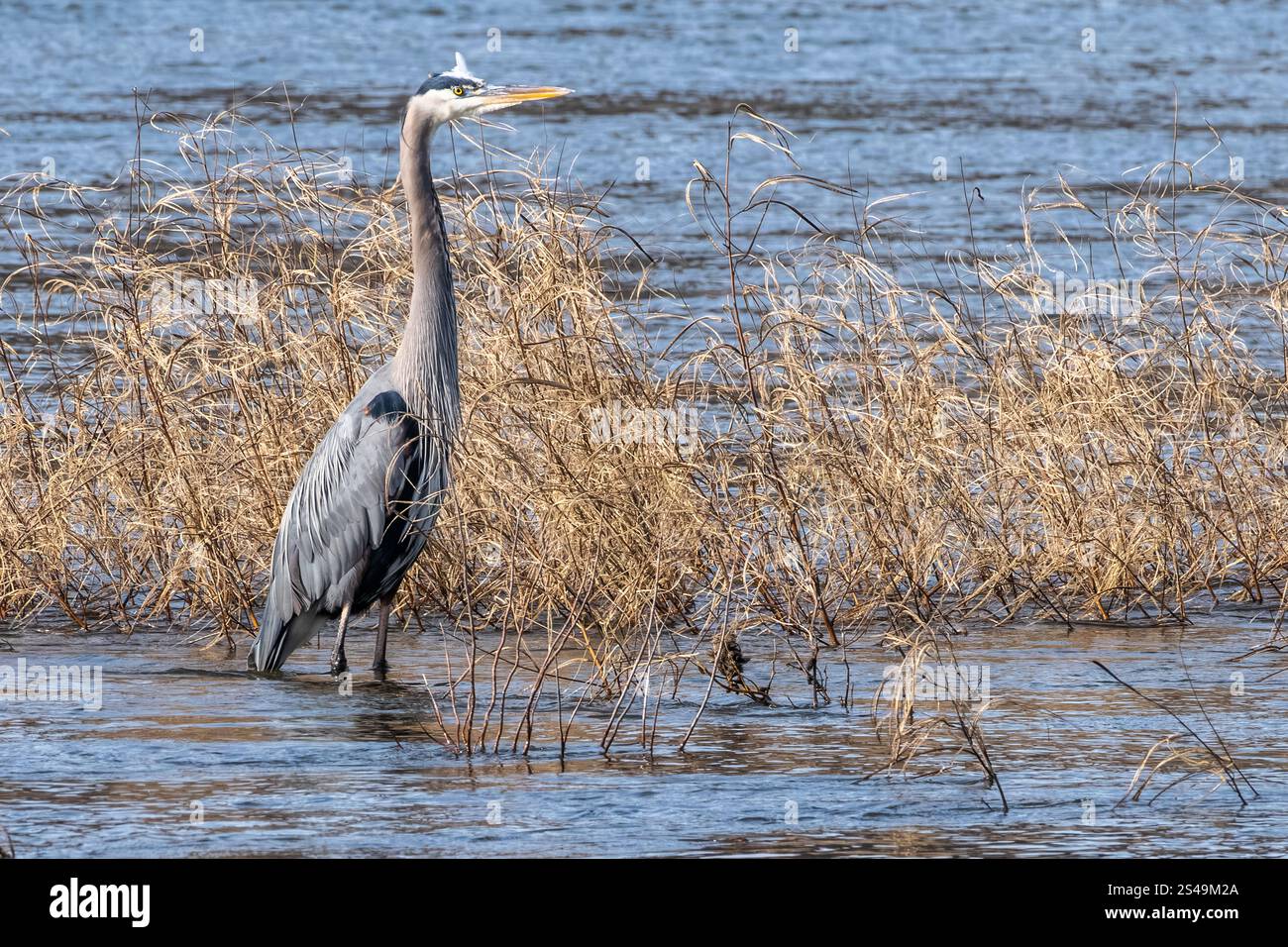 Great blue heron (Ardea herodias) wading in the Grand (Neosho) River ...