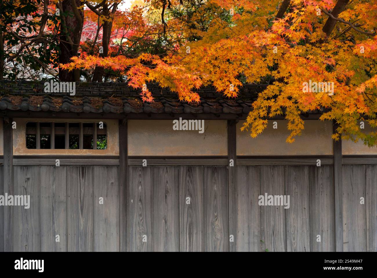 Brilliant yellow Japanese maple trees autumn foliage colors and ...