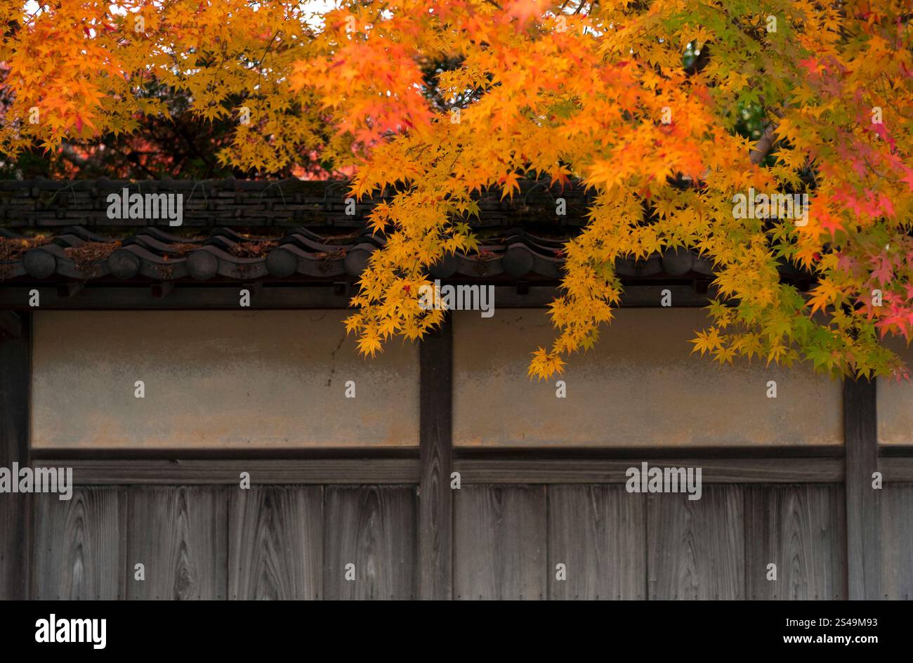 Brilliant yellow Japanese maple trees autumn foliage colors and ...
