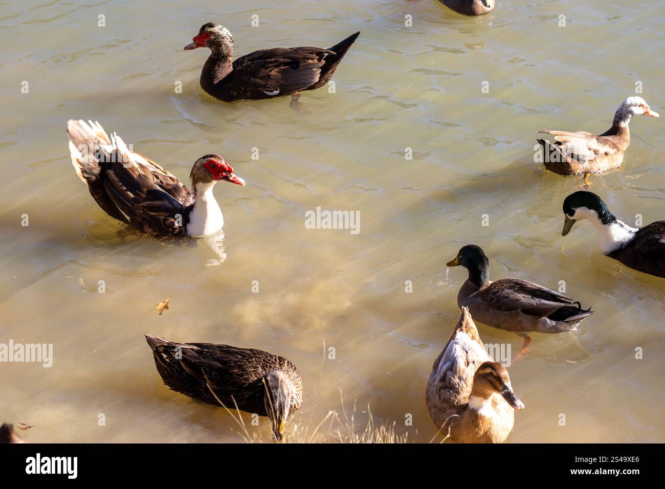 A group of Muscovy ducks peacefully swimming in a pond on a sunny day ...