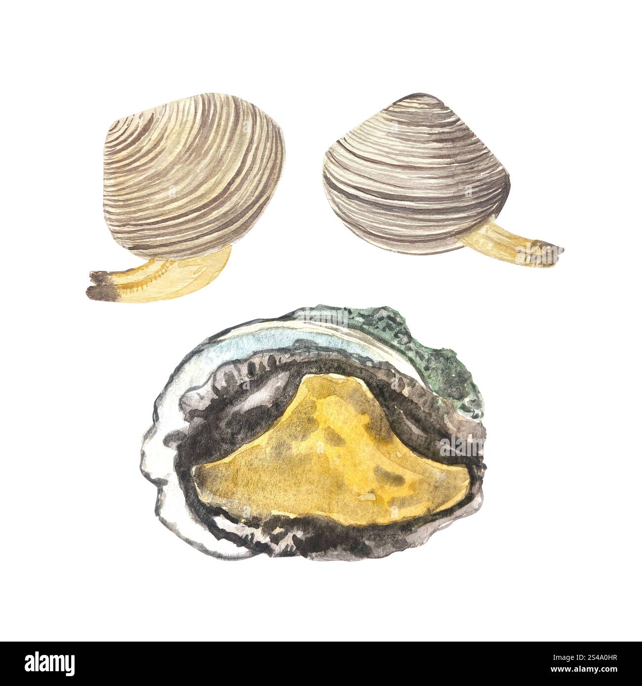 Abalone in a shell and clams watercolor illustration set isolated on ...