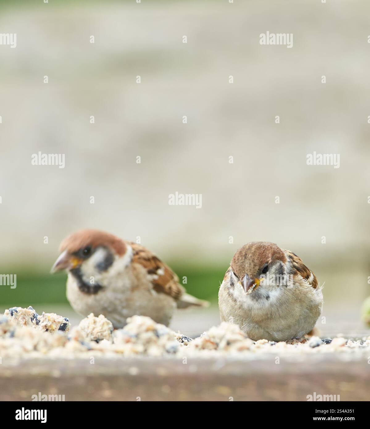 Mates, wildlife and birds in nature, forest and working together for ...