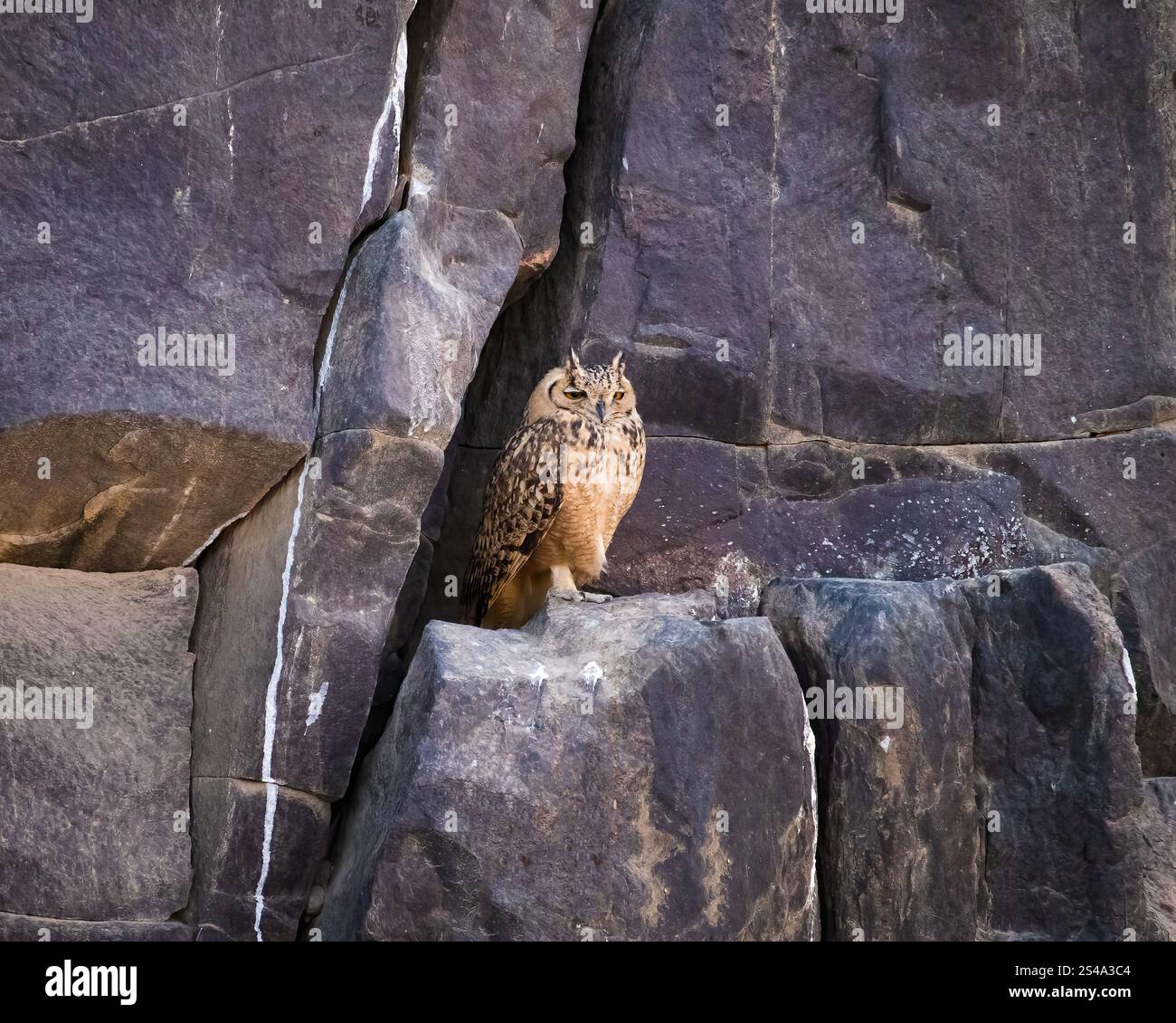 Pharaoh eagle-owl (Bubo ascalaphus Stock Photo - Alamy