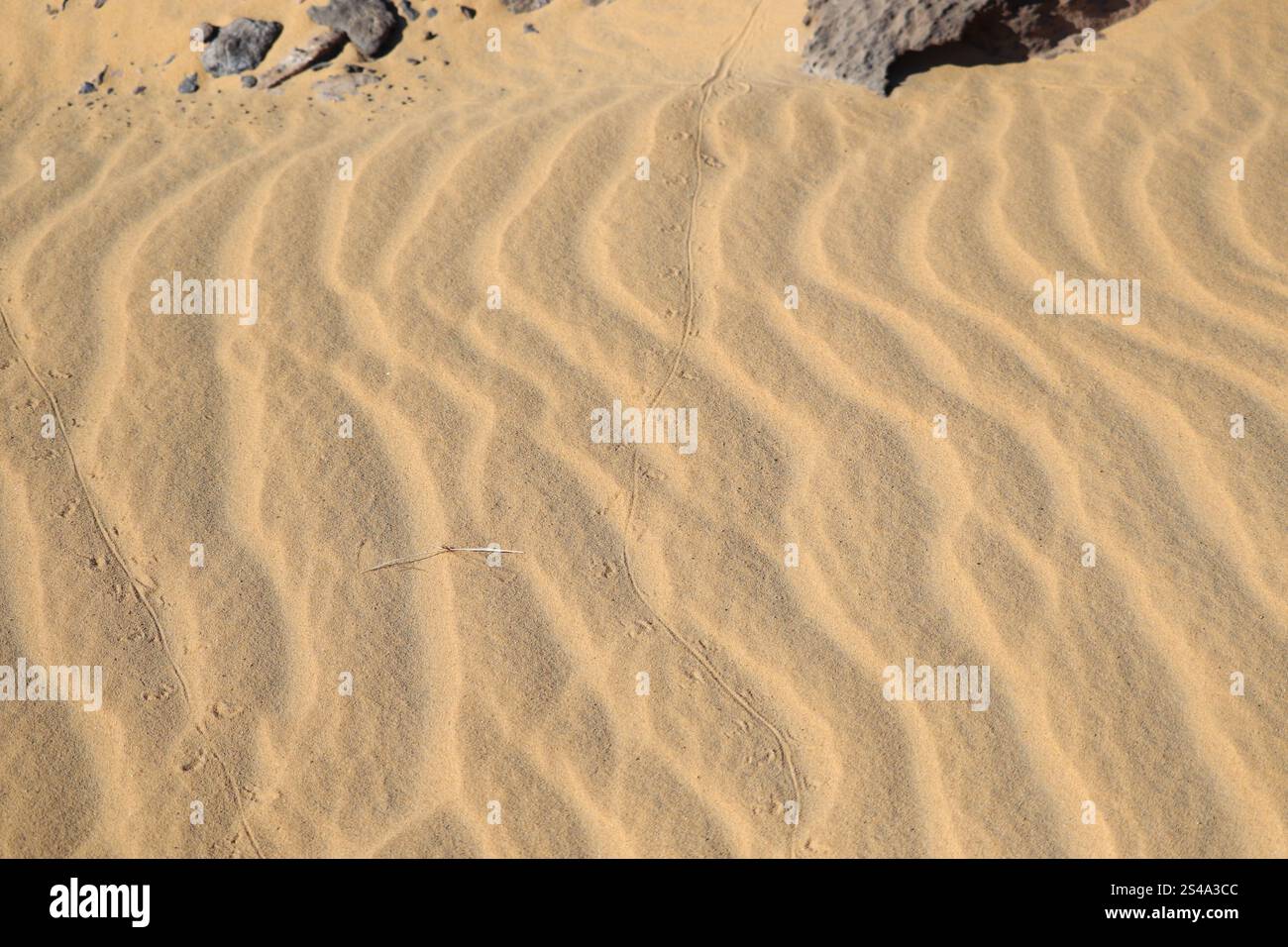 sand dunes and desert plants at Aswan Stock Photo - Alamy