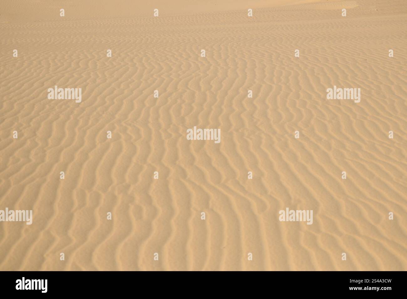 sand dunes and desert plants at Aswan Stock Photo - Alamy