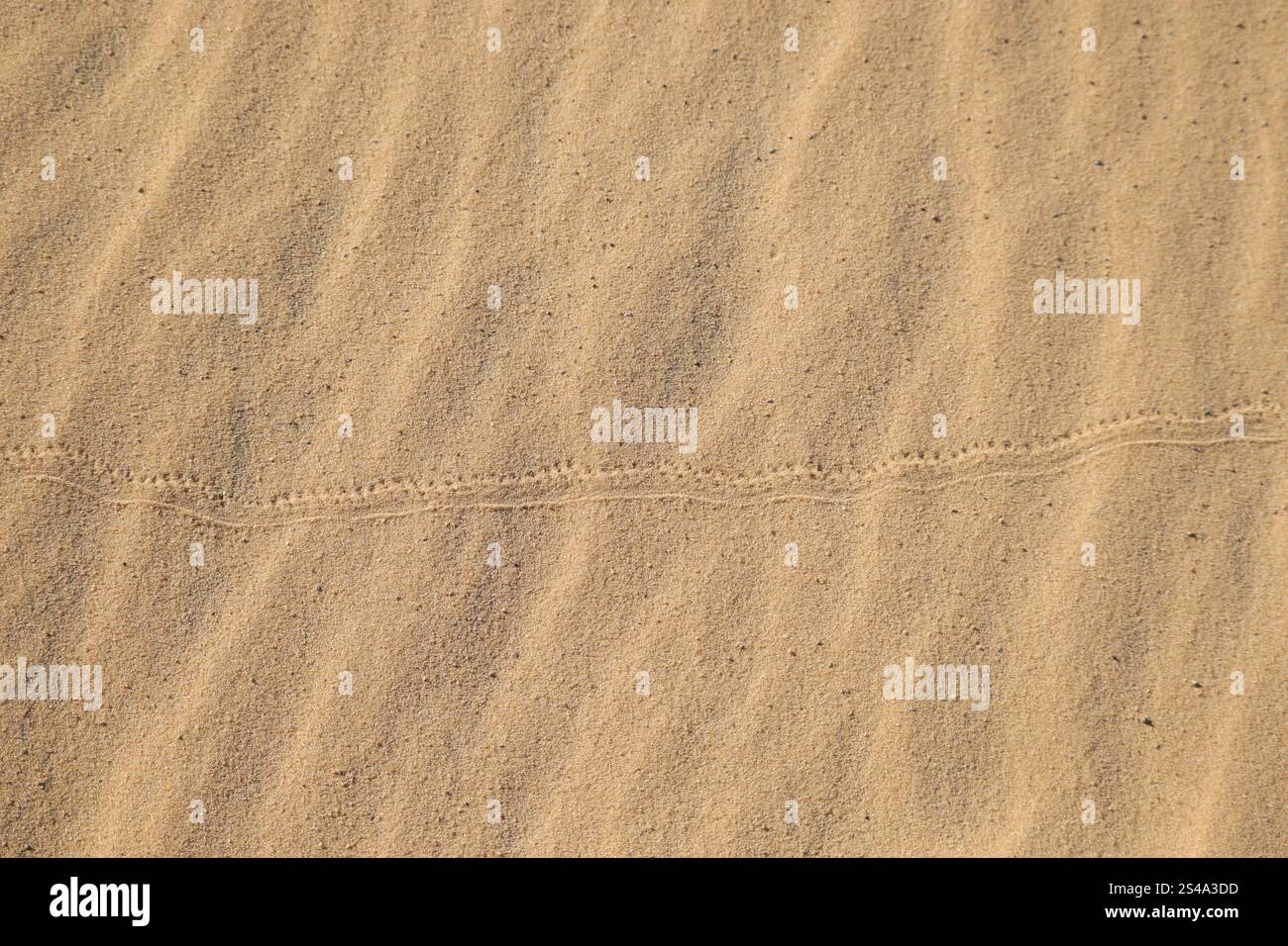 sand dunes and desert plants at Aswan Stock Photo - Alamy