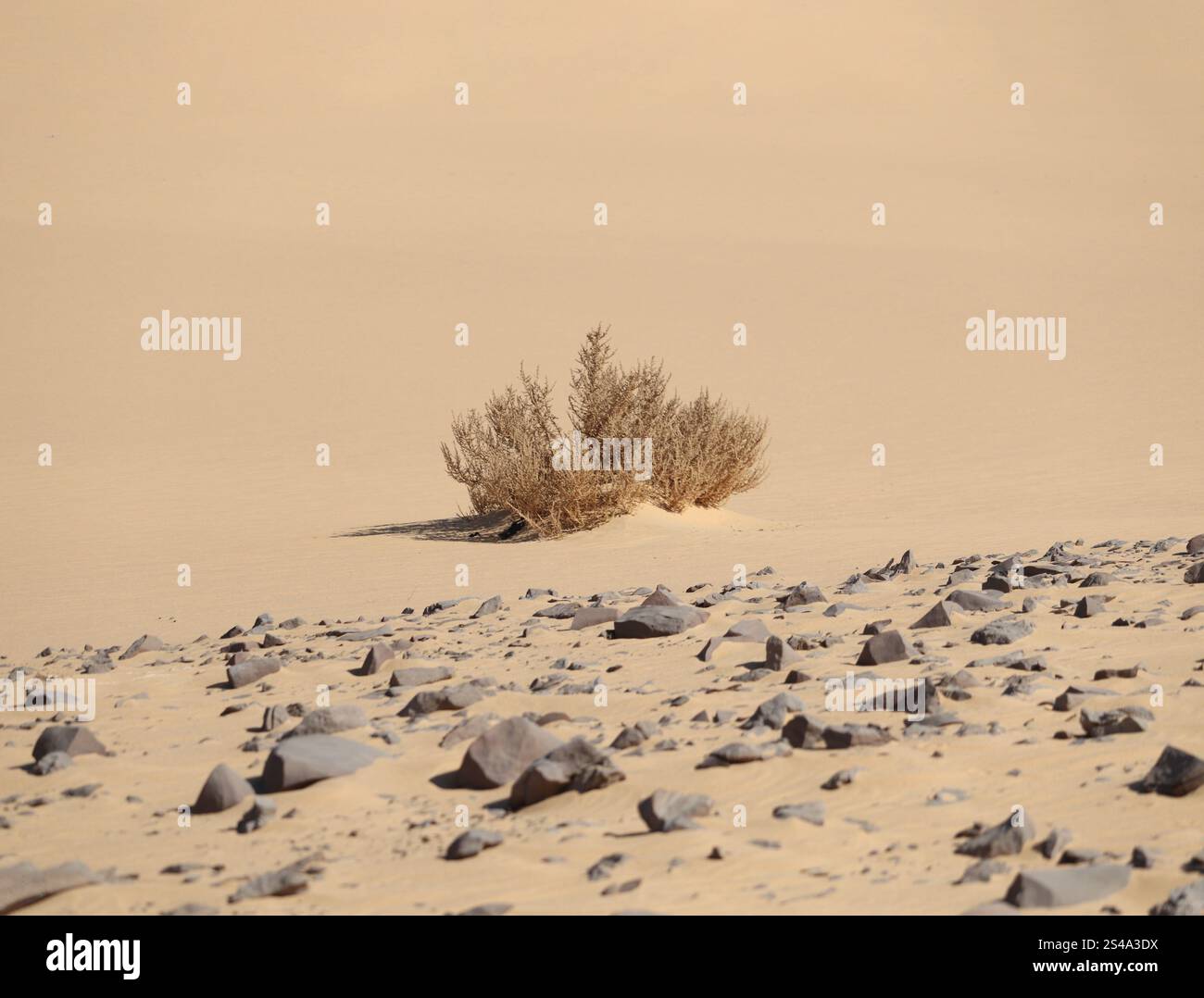 sand dunes and desert plants at Aswan Stock Photo - Alamy