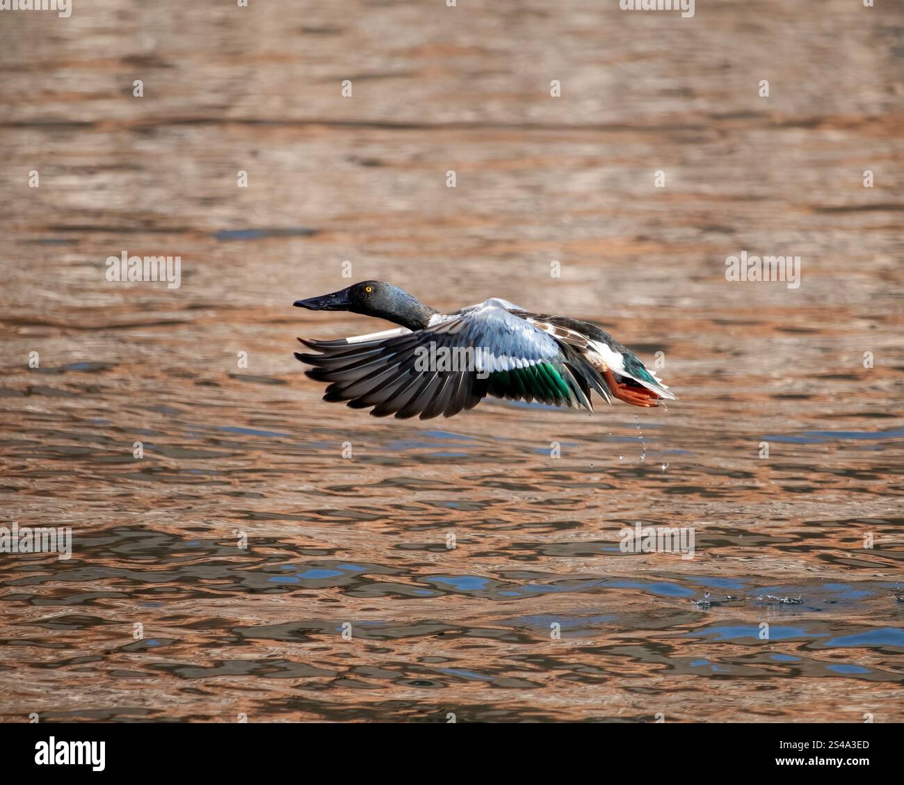 Northern shoveler duck flying on the river Stock Photo - Alamy