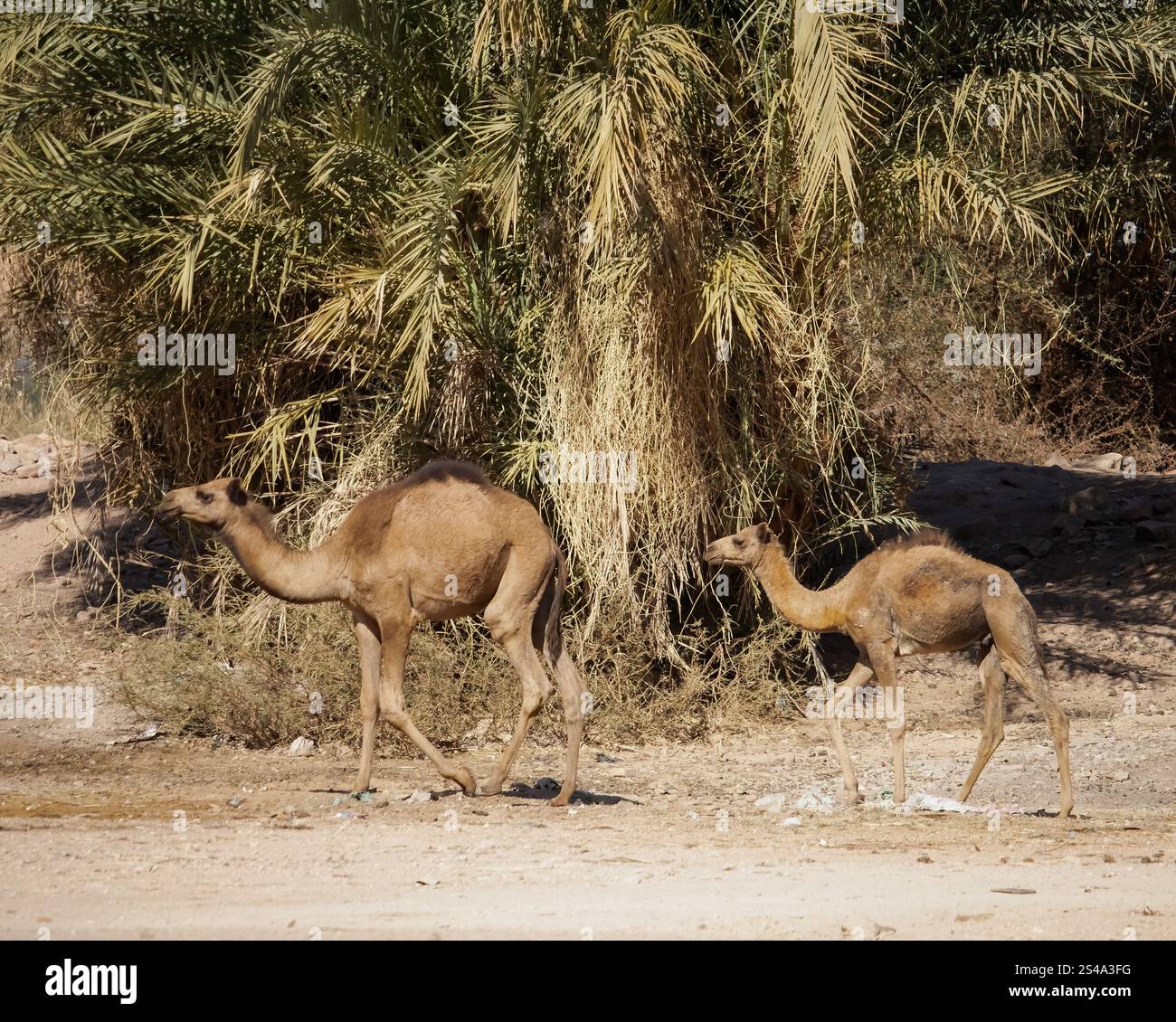 Dromedary camels grazing on grassland near river Nile Stock Photo - Alamy