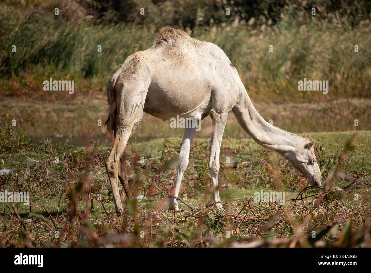 Dromedary camels grazing on grassland near river Nile Stock Photo - Alamy