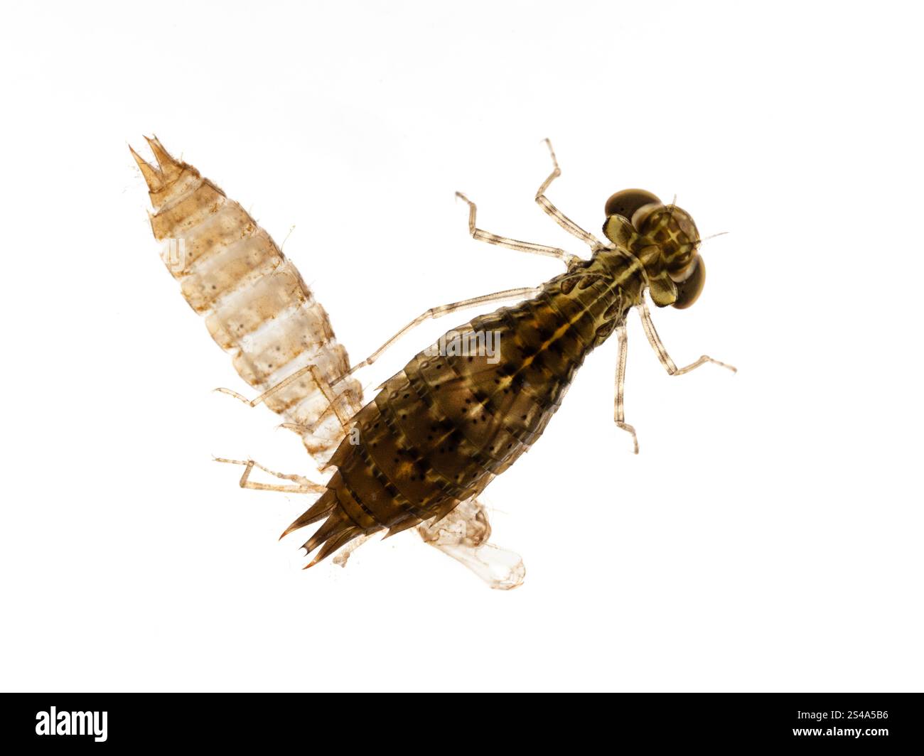 Dorsal view of an aquatic green darner dragonfly (Anax junius) nymph ...