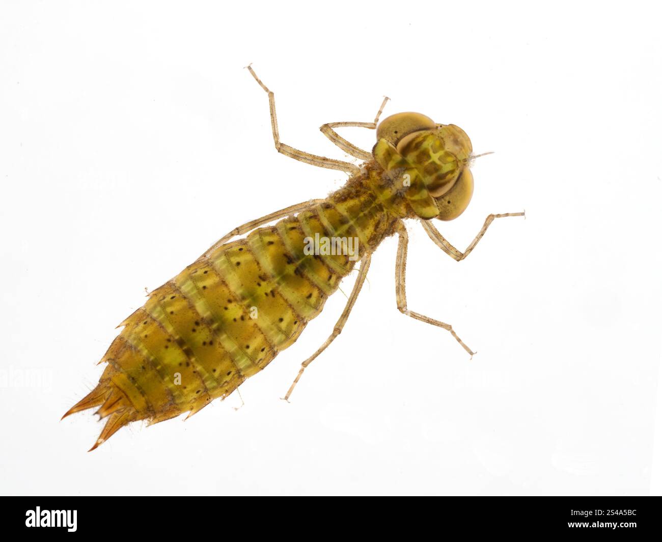 Dorsal view of the aquatic nymph (naiad) of a green darner dragonfly ...