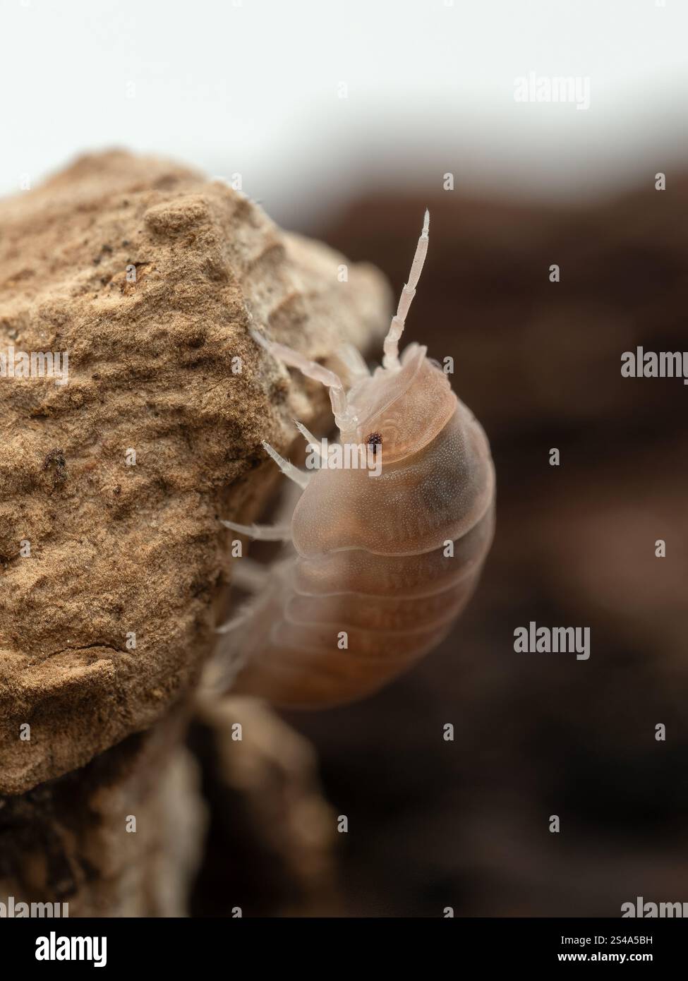 Little sea roly poly hi-res stock photography and images - Alamy