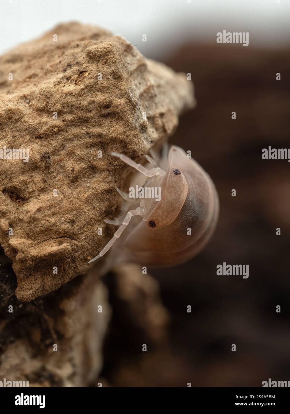 Little sea roly poly hi-res stock photography and images - Alamy