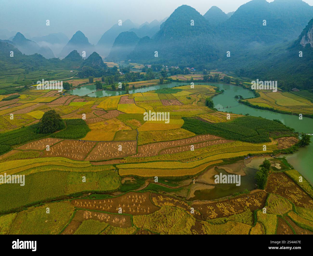 A view from above of golden-yellow rice fields planted in terraced rows ...