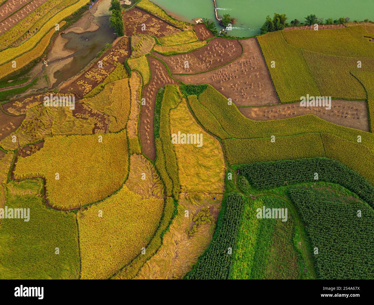 A view from above of golden-yellow rice fields planted in terraced rows ...