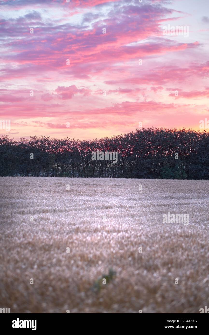 Forest, sunset and landscape with trees, outdoor woods and park with ...