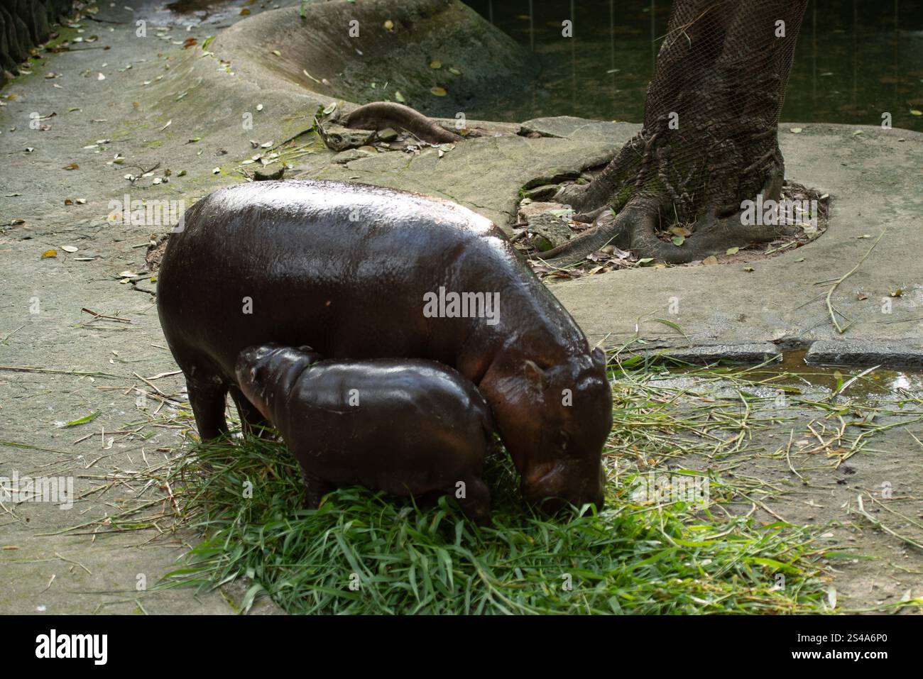 A baby hippopotamus is causing a fan frenzy in Thailand. Moo Deng - a ...