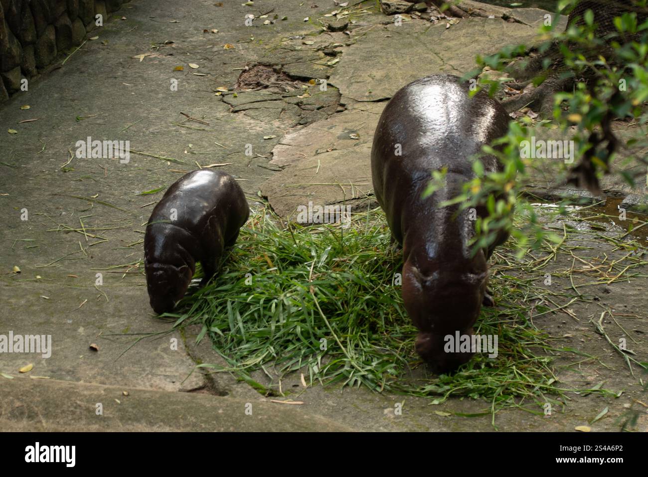 A baby hippopotamus is causing a fan frenzy in Thailand. Moo Deng - a ...