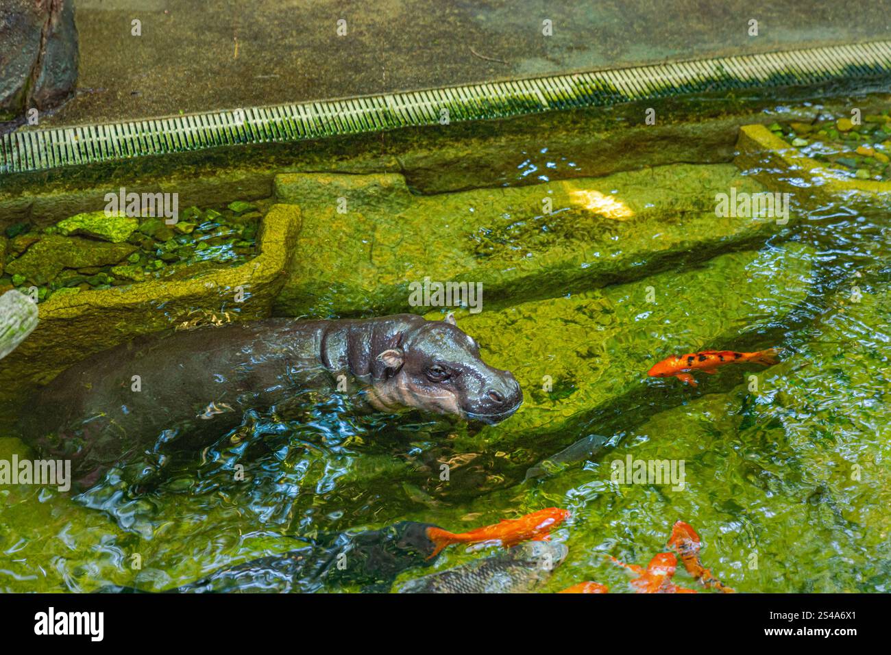 The hippopotamus is opening its mouth to eat food. They use their large ...