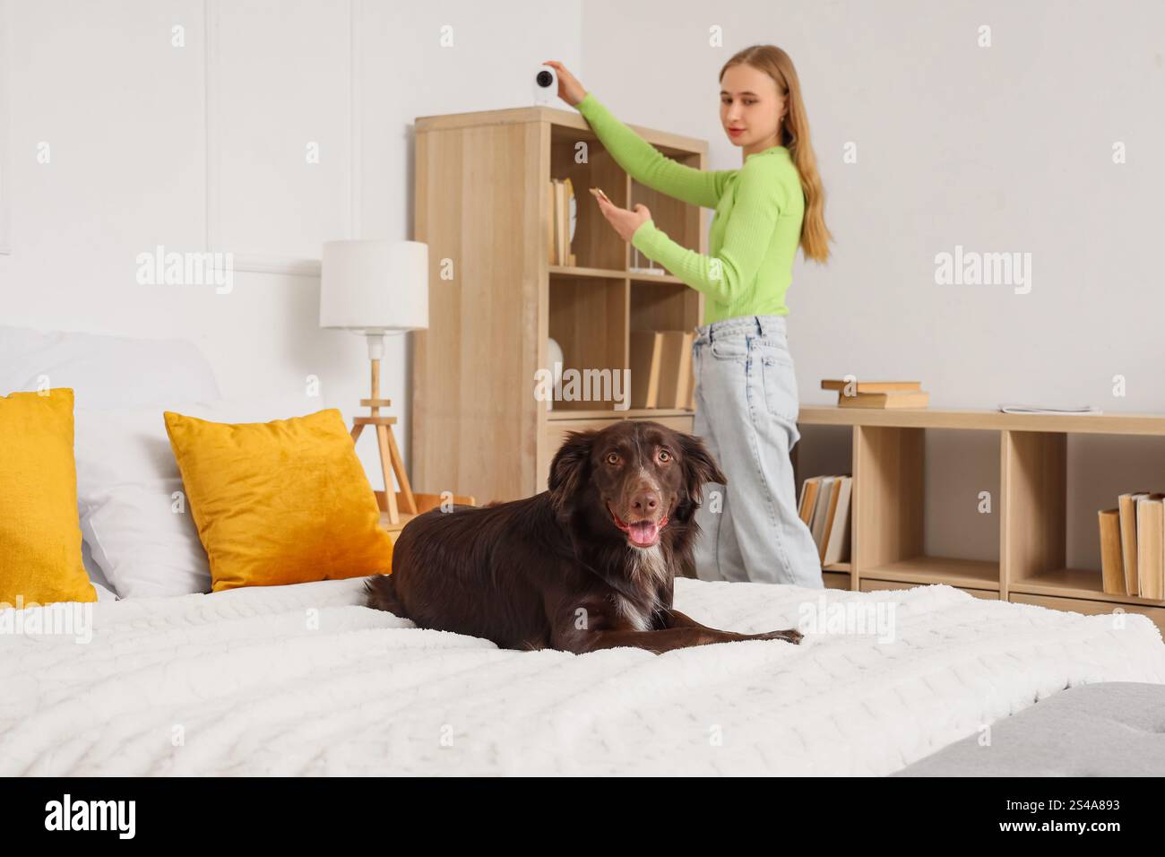 Cute dog lying against woman installing CCTV camera in bedroom Stock ...