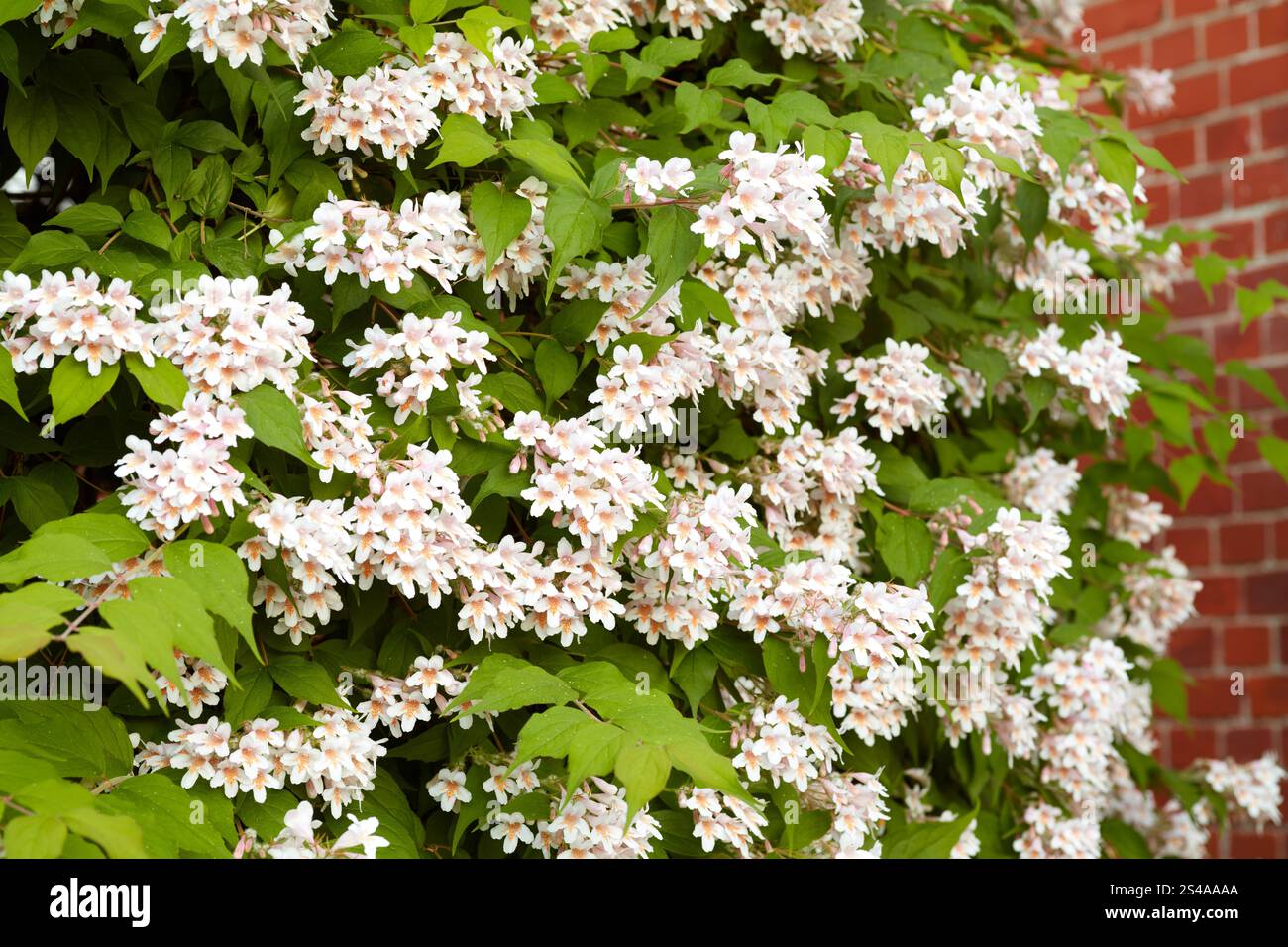 Environment, flowers and plant with garden in nature for sustainability ...