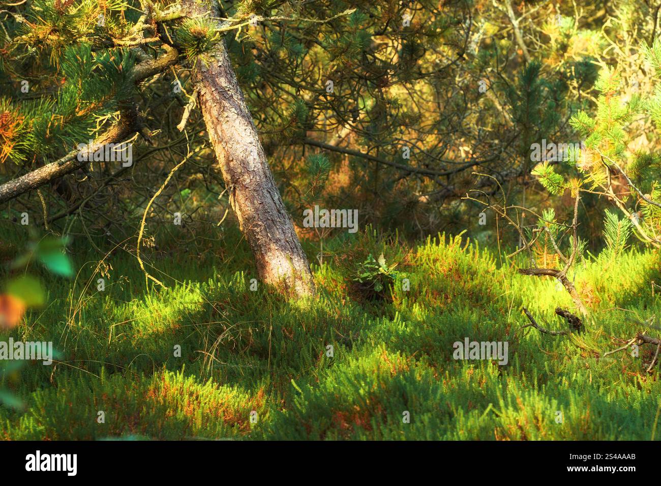 Nature, grass and tree in field for conservation, ecology and ...