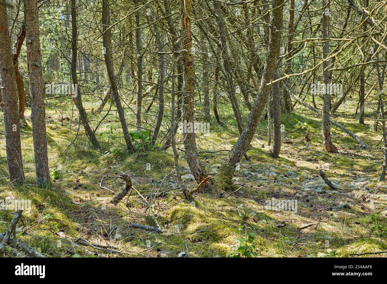 Forest, woods and landscape with trees, outdoor plants and park with ...