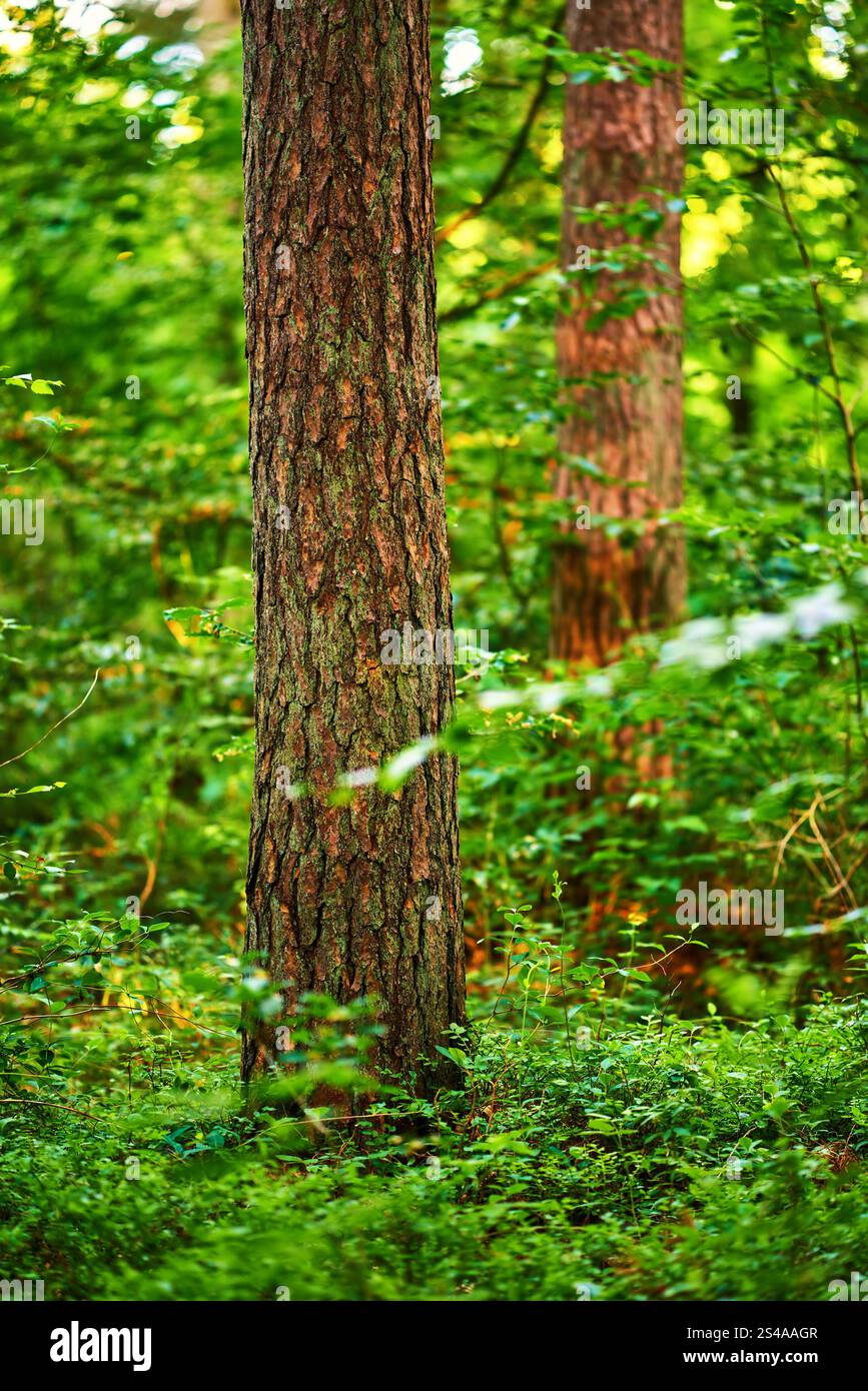 Outdoor, woods and countryside trees for sustainability, ecology growth ...