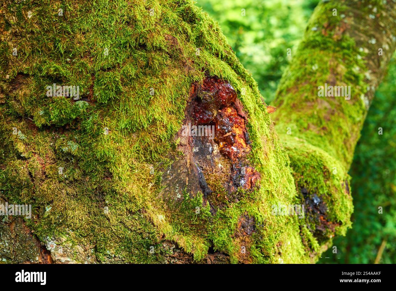 Timber sap hi-res stock photography and images - Alamy